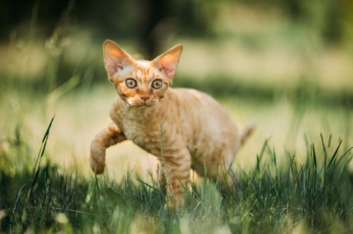 23 Beautiful Orange Cat Breeds