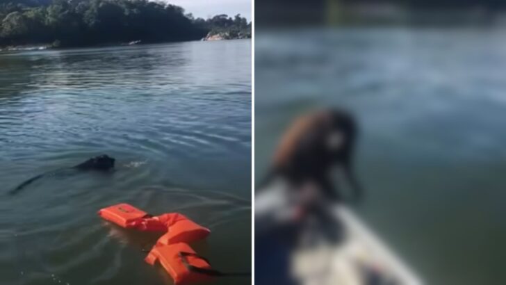 Fisherman Tries To Save Drowning Dog With A Life Jacket Only To Realize ...