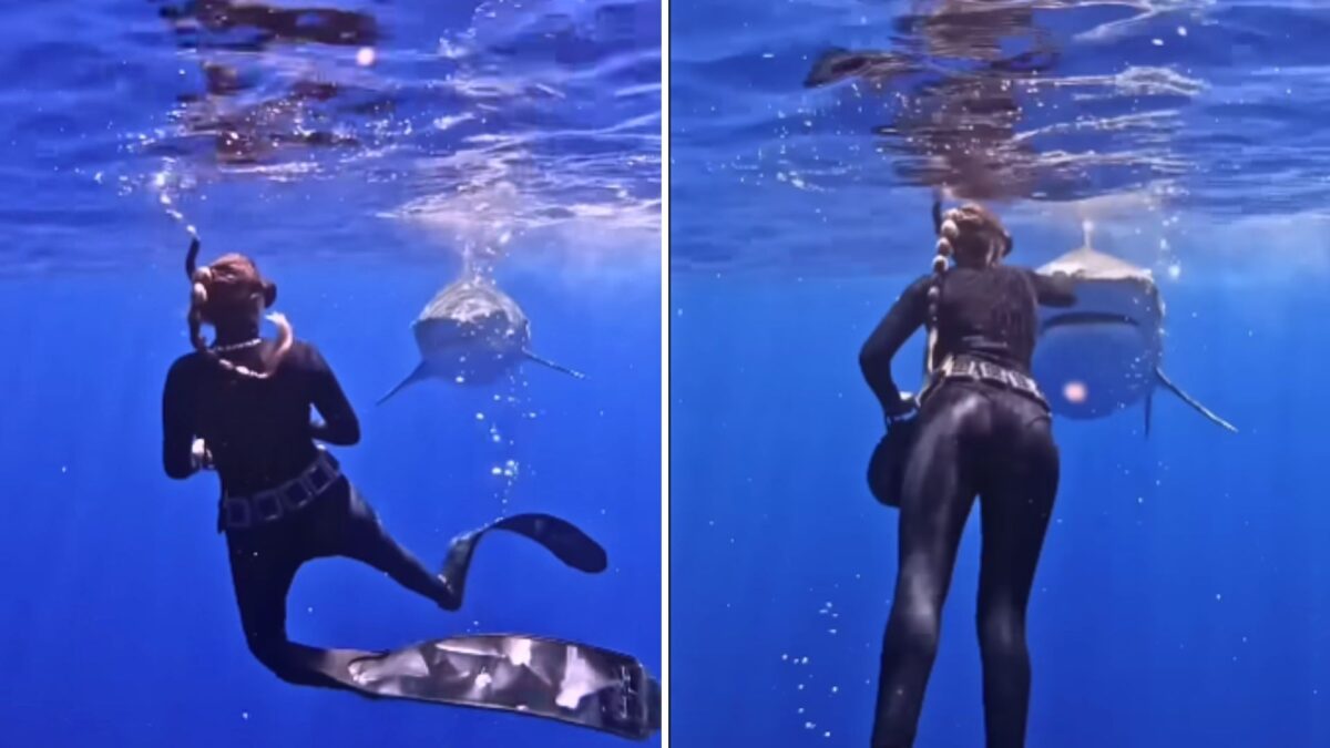 15 Times U.S. Animals Attacked (And What Triggered Them)