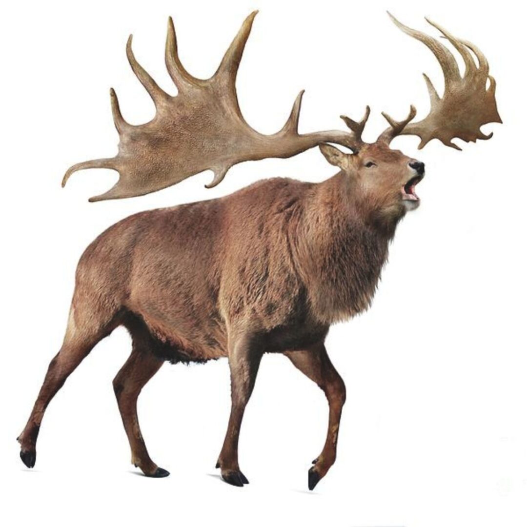 15 Fascinating Mammals That Are Gone Forever And We’ll Never See Again