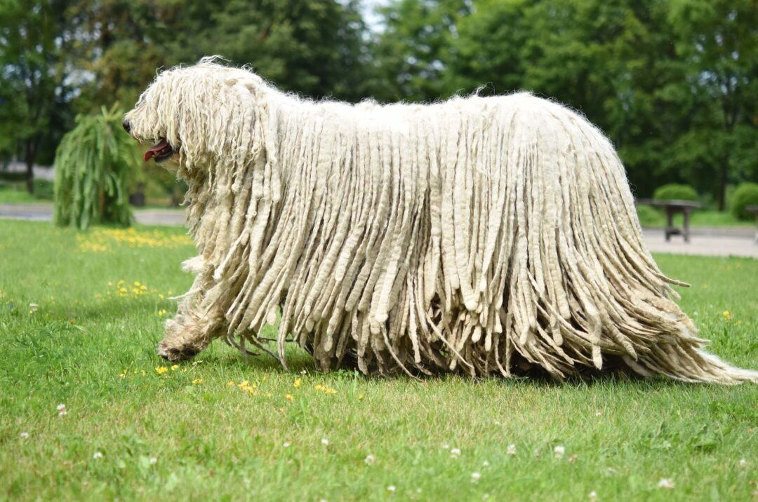 15 Fluffy Dogs That Look Like Walking Mops