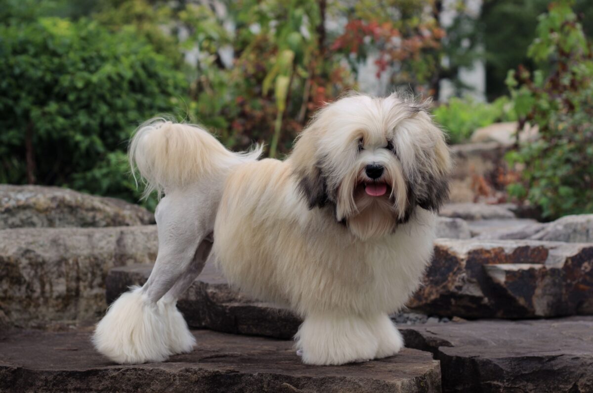 29 Weird Dog Breeds I Bet You've Never Heard Of Before