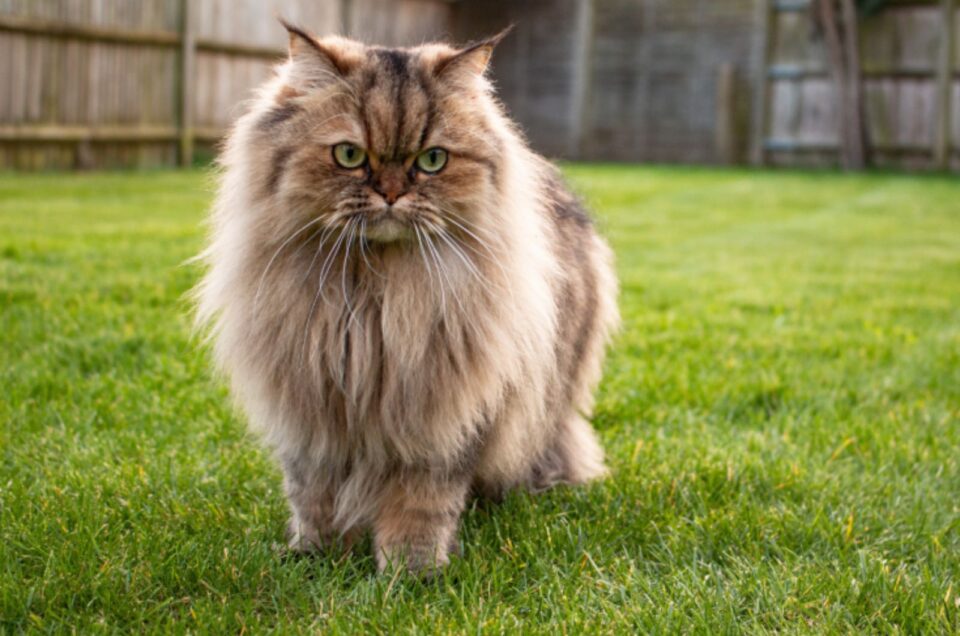 23 Beautiful Orange Cat Breeds