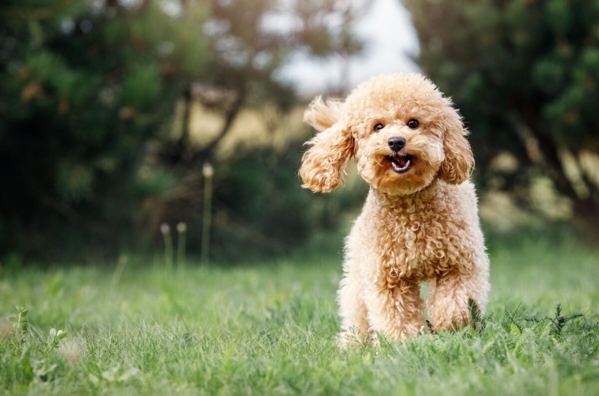 15 Fluffy Dogs That Look Like Walking Mops