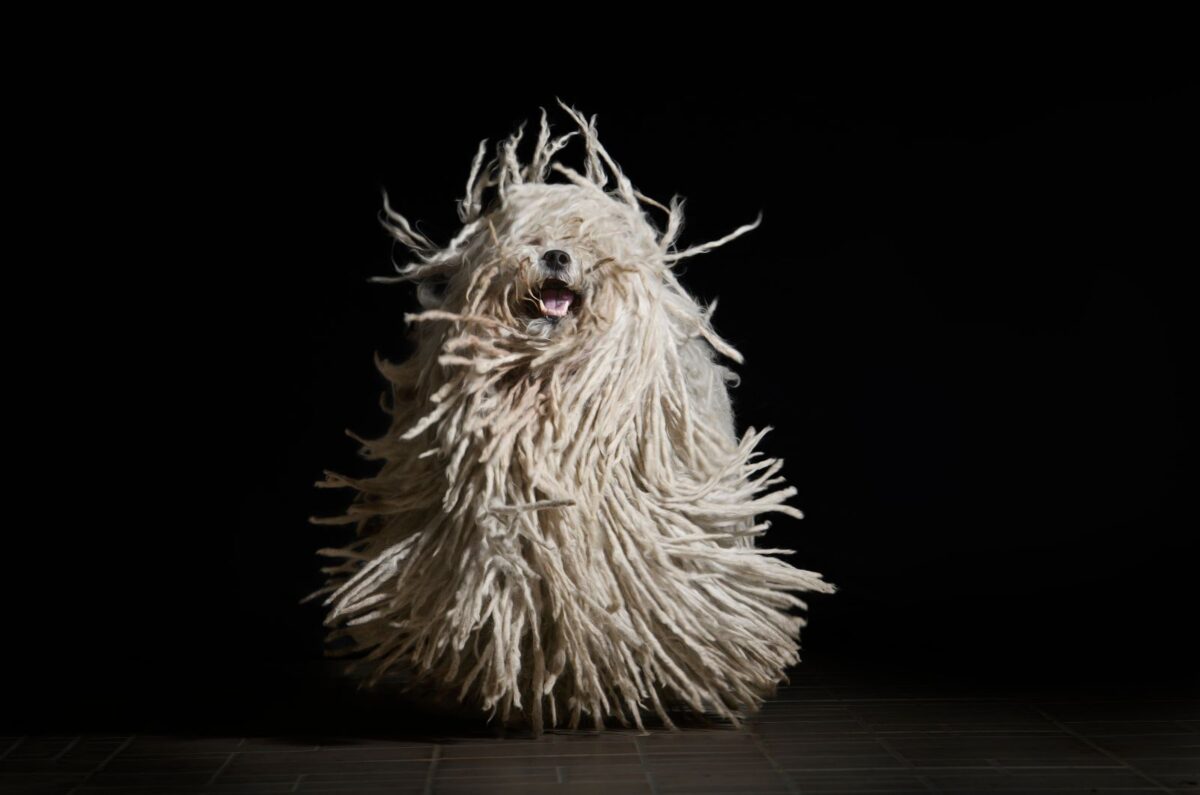 15 Fluffy Dogs That Look Like Walking Mops