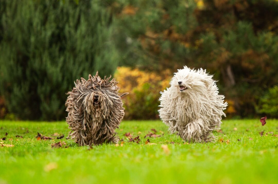 29 Weird Dog Breeds I Bet You've Never Heard Of Before