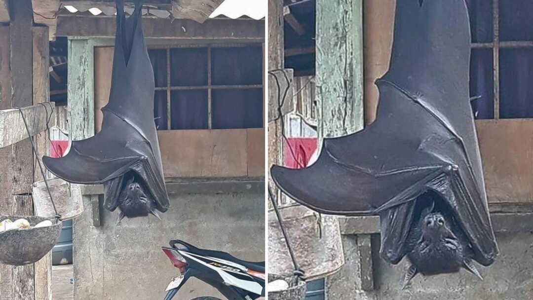 Real Or Fake? The Internet Is Buzzing Over This Jaw-Dropping Photo Of A ...