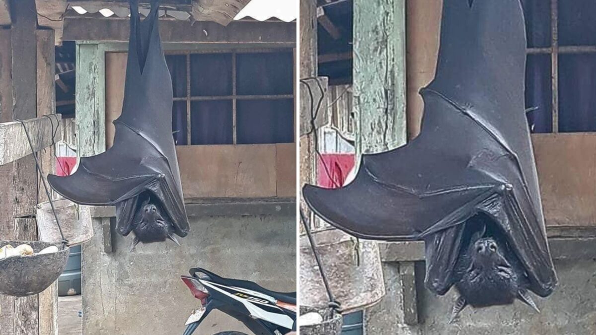 Real Or Fake? The Internet Is Buzzing Over This Jaw-Dropping Photo Of A ...