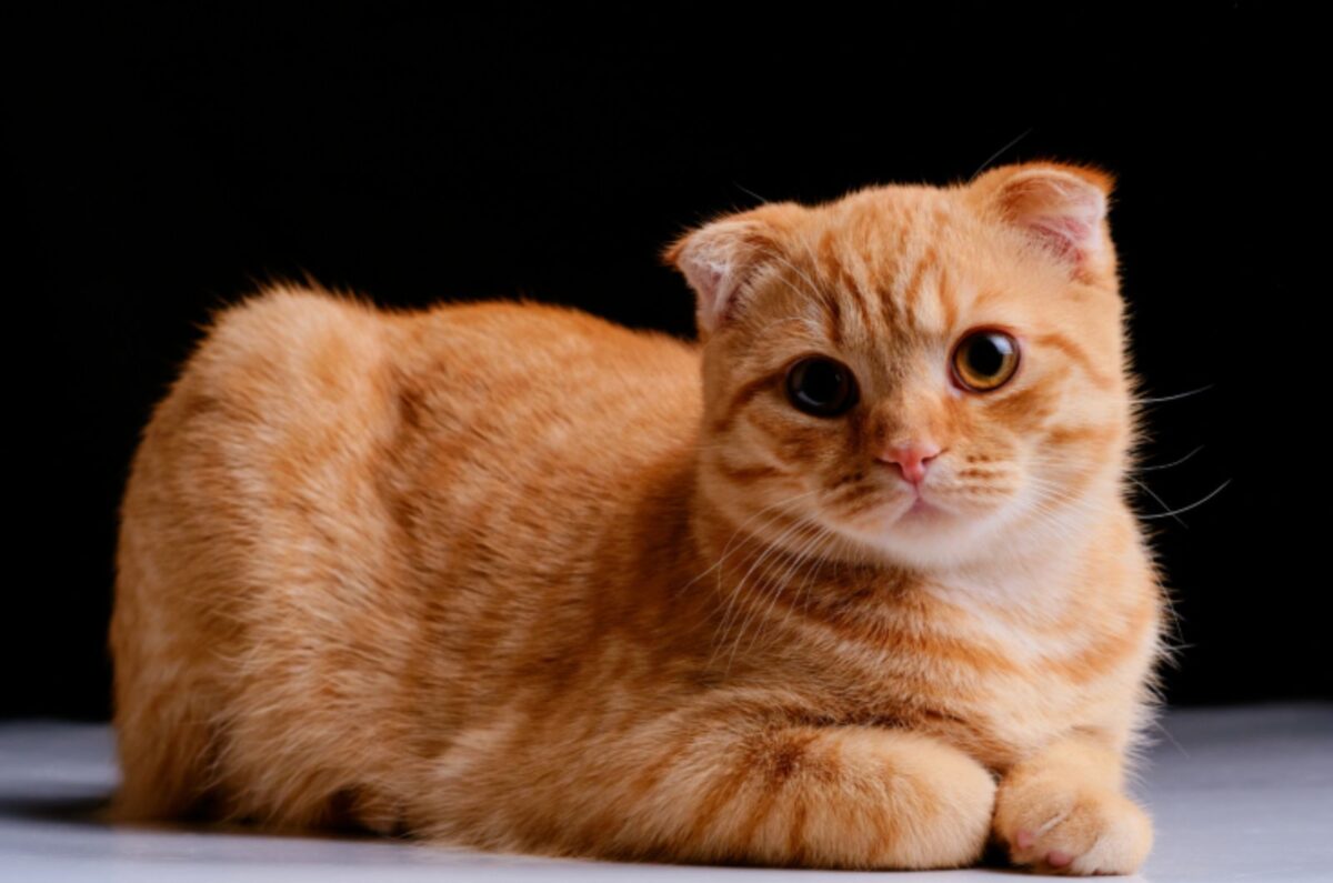 23 Beautiful Orange Cat Breeds