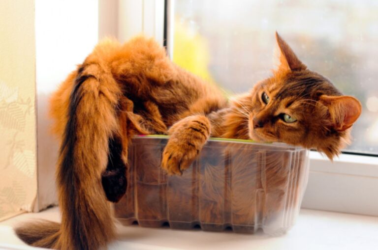 23 Beautiful Orange Cat Breeds