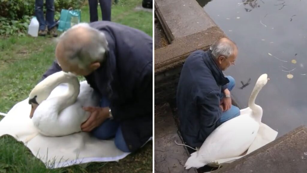 Swan’s Flight Ends In A Crash Leaving Her Stranded, But Then Comes The ...