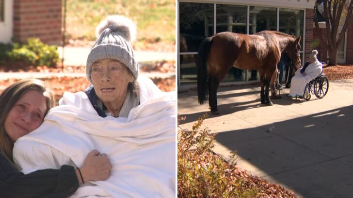 10 Lap Cat Breeds That Are Perfect For Long Cuddles