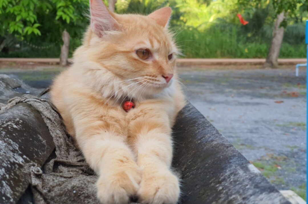23 Beautiful Orange Cat Breeds