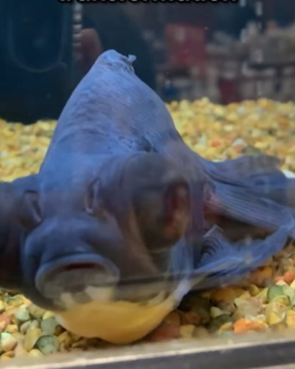 Artist Saves An Abandoned Goldfish In A Rough Shape And His ...