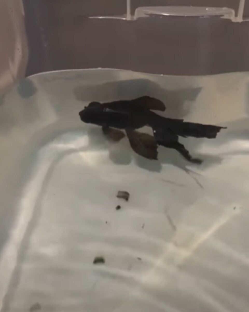 Artist Saves An Abandoned Goldfish In A Rough Shape And His ...