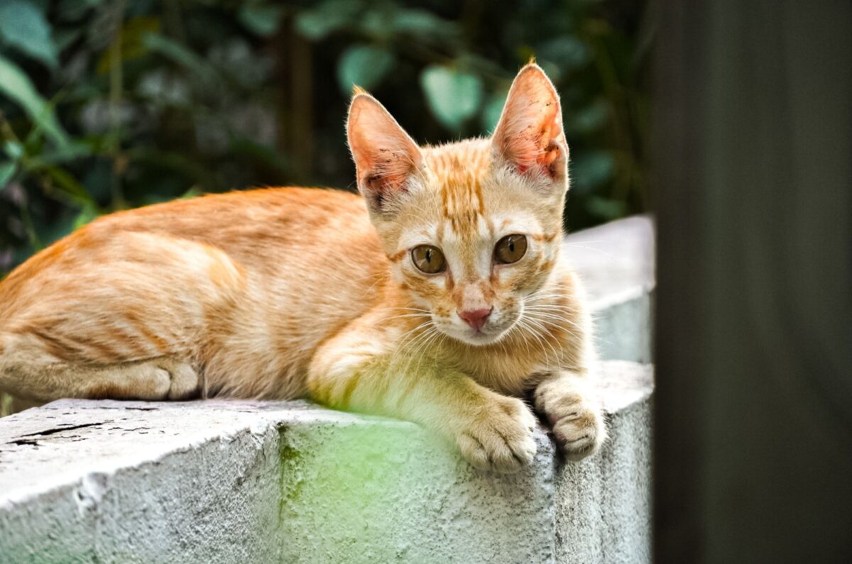 23 Beautiful Orange Cat Breeds