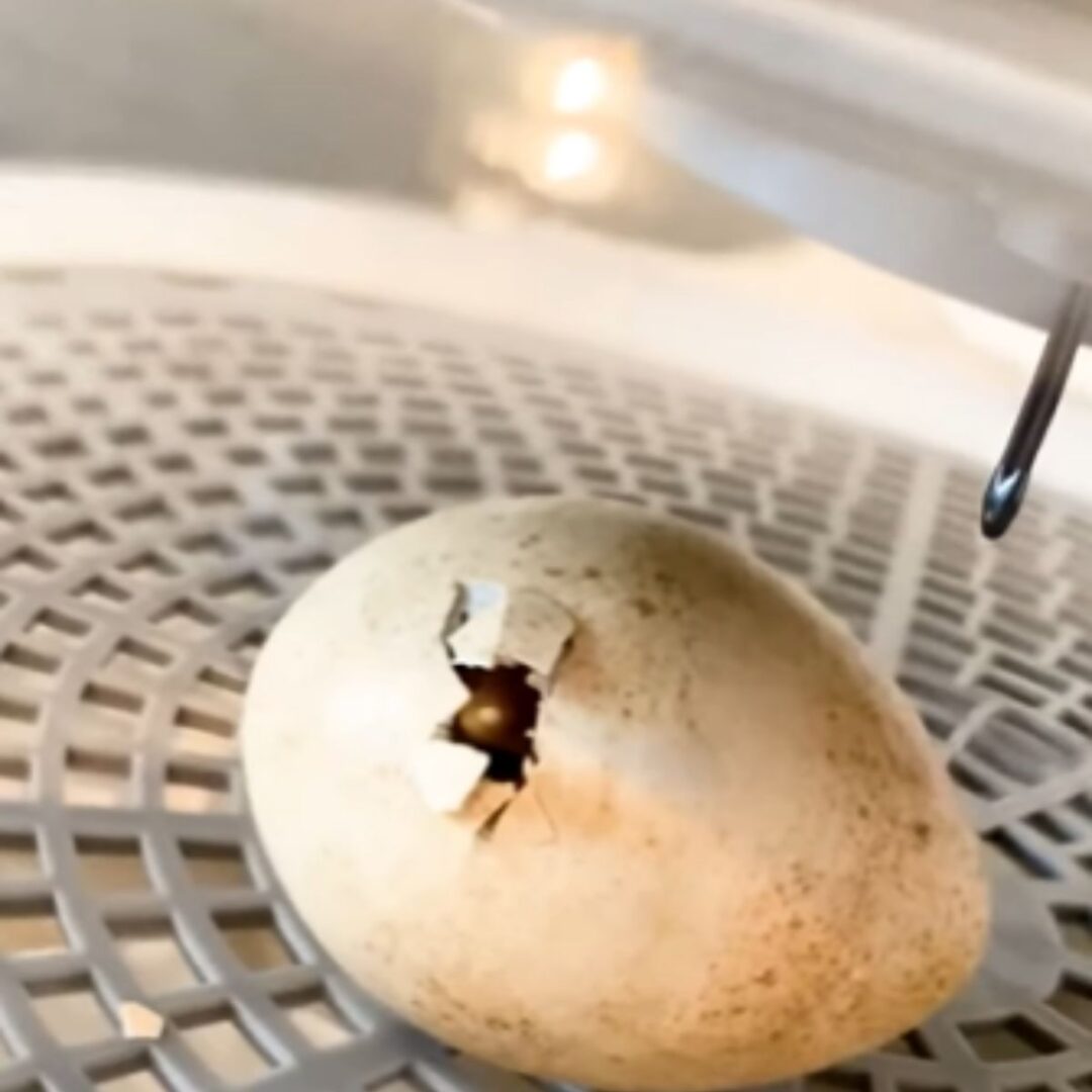 Dog Brings Home A Mystery Egg And No One Was Ready For The Cutest Baby ...