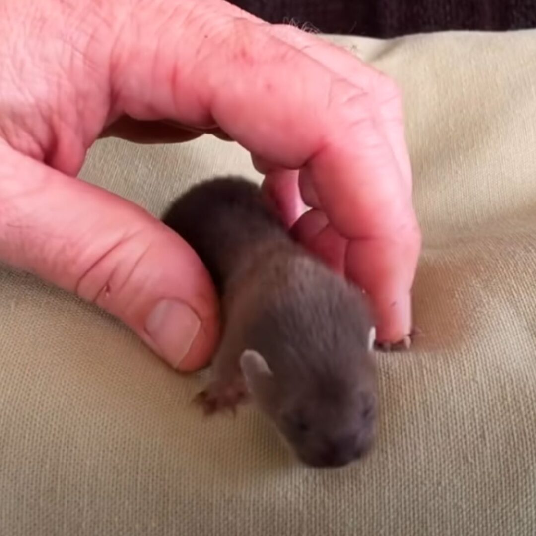 Orphaned Baby Stoat Can’t Contain Her Joy When She Meets A Friend Who's ...