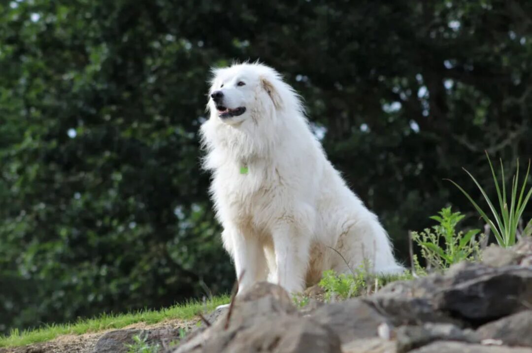 19 Big Fluffy Dog Breeds That Are Made For Cuddling