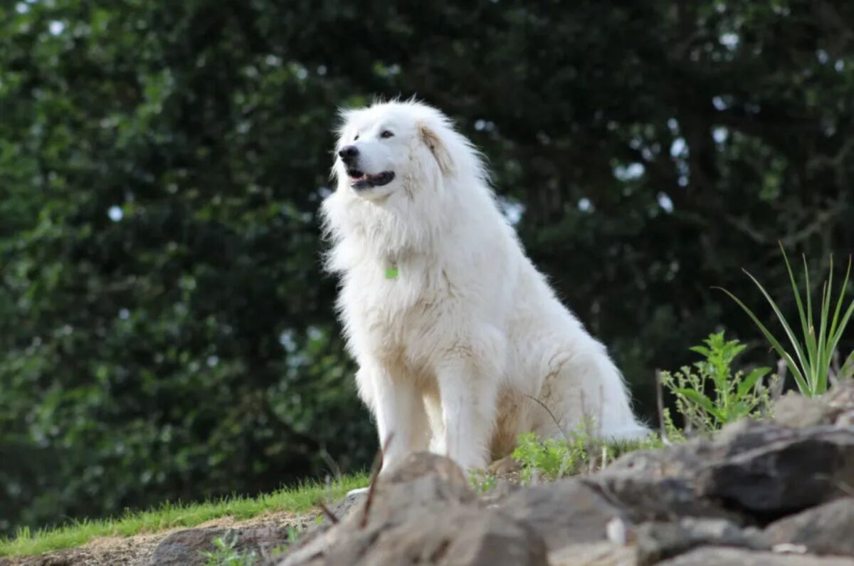 19 Big Fluffy Dog Breeds That Are Made For Cuddling