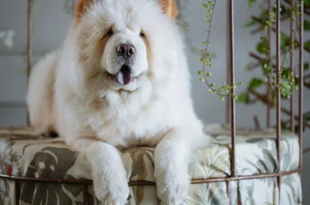 19 Big Fluffy Dog Breeds That Are Made For Cuddling