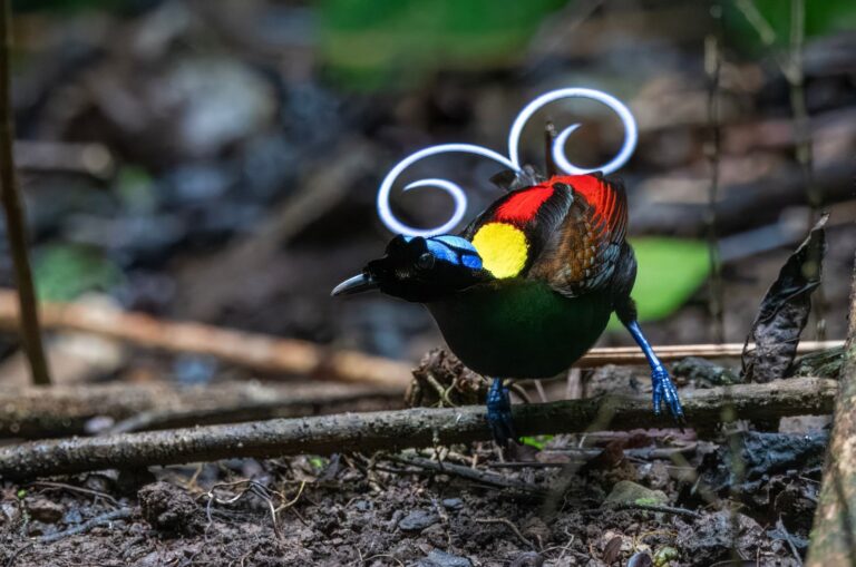19 Birds With Extraordinary Colorful Feathers