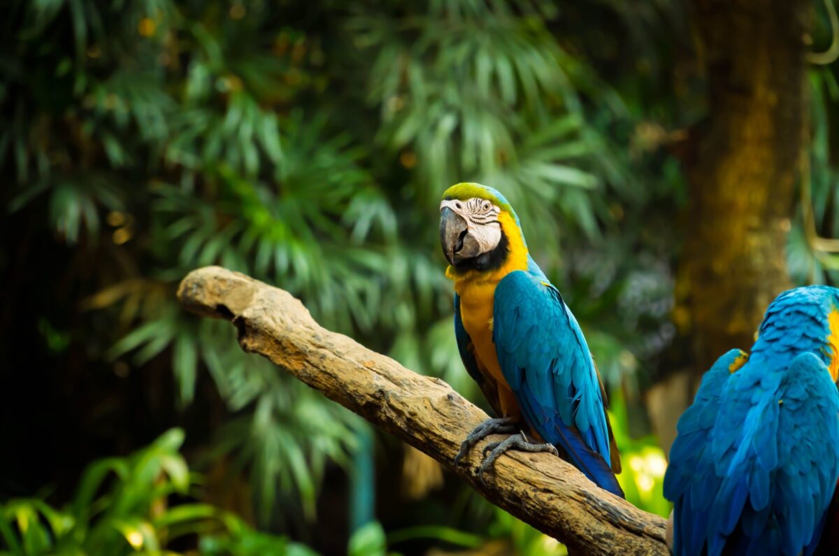 26 Most Intelligent Animals On Earth