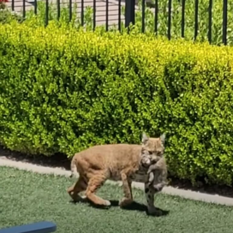 Man Follows A Wild Bobcat Carrying Something In Her Mouth And Discovers ...