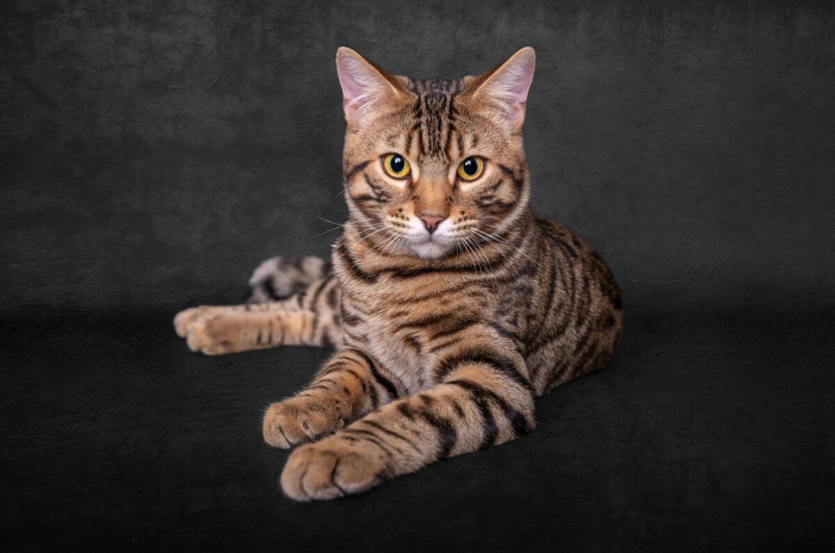 17 Fun Facts About Gray Tabby Cats