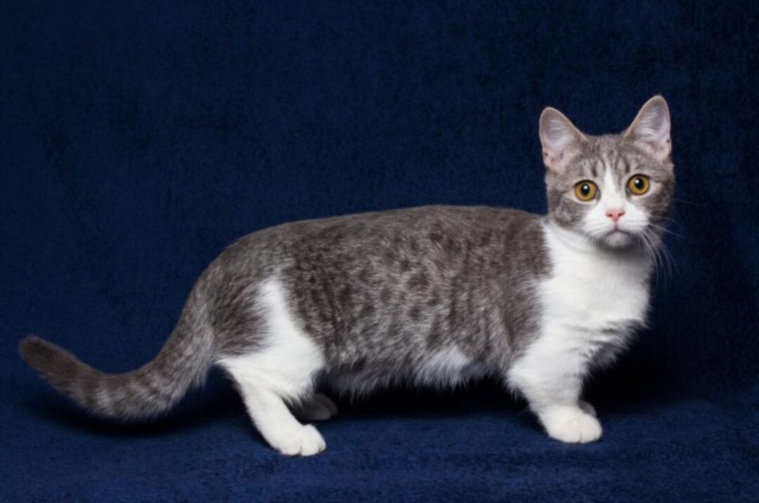 26 Best Gray And White Cat Breeds We Absolutely Adore (Complete List ...