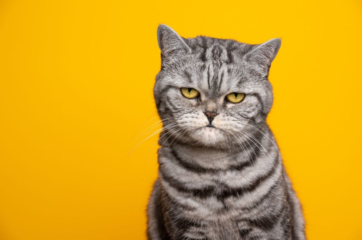 17 Fun Facts About Gray Tabby Cats