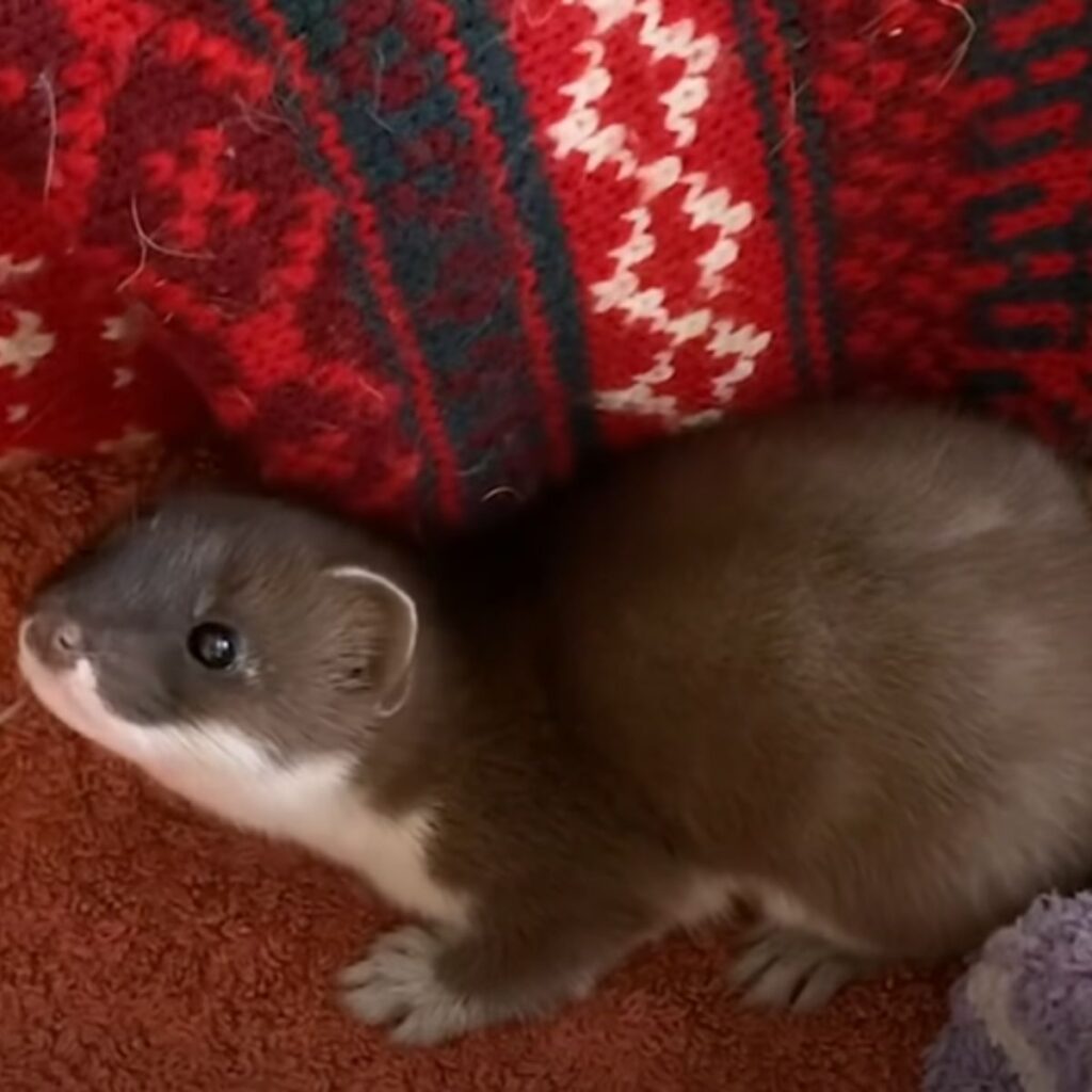 Orphaned Baby Stoat Can’t Contain Her Joy When She Meets A Friend Who's ...