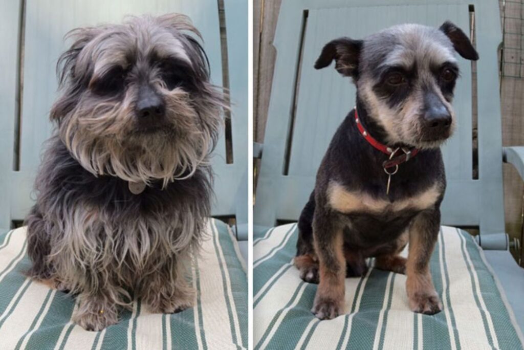 These 17 Dogs Look Totally Different After Their Haircuts