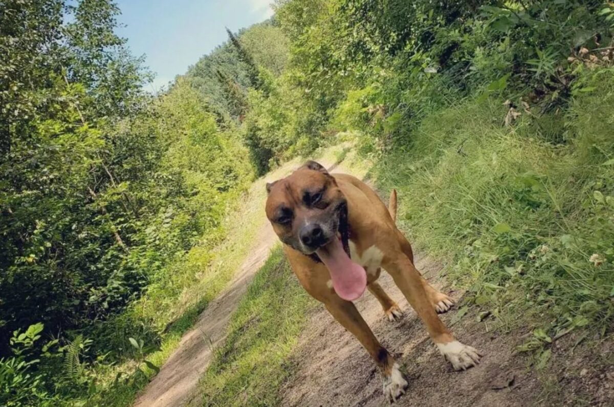 24 Fascinating Cane Corso Mixes You Need To Meet Right Now