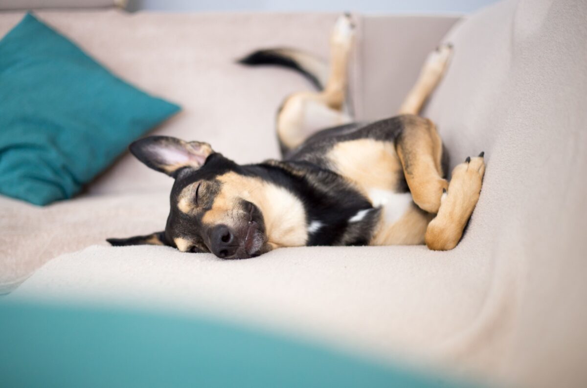 14 Curious Reasons Why Dogs Sleep With Their Bum Facing You