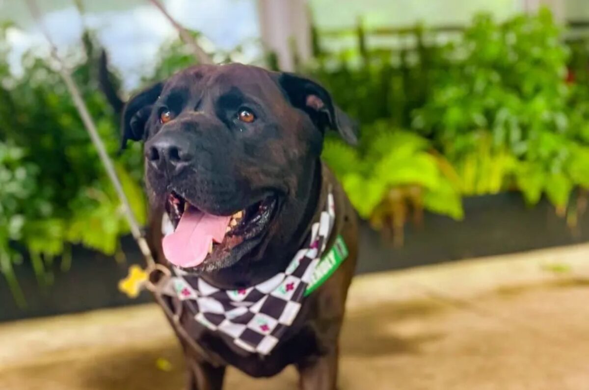 24 Fascinating Cane Corso Mixes You Need To Meet Right Now
