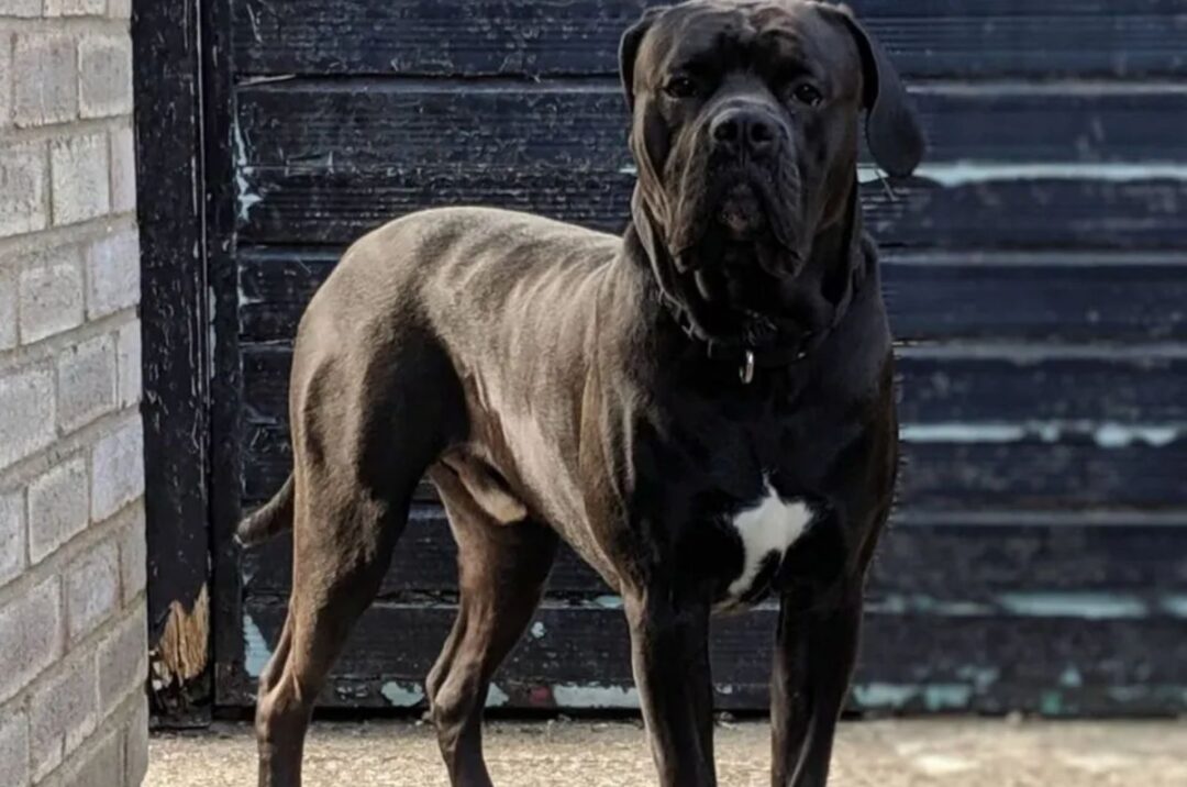 24 Fascinating Cane Corso Mixes You Need To Meet Right Now