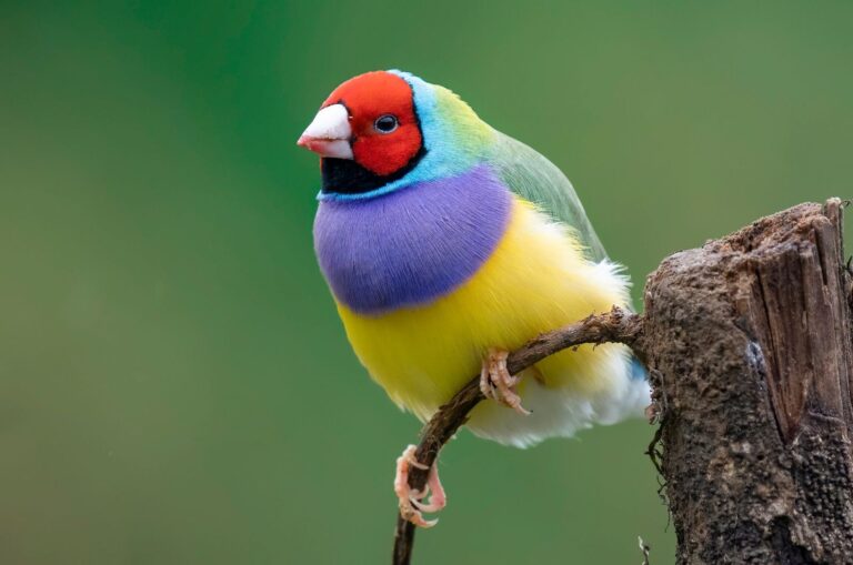 19 Birds With Extraordinary Colorful Feathers