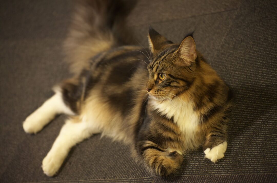 17 Fun Facts About Gray Tabby Cats