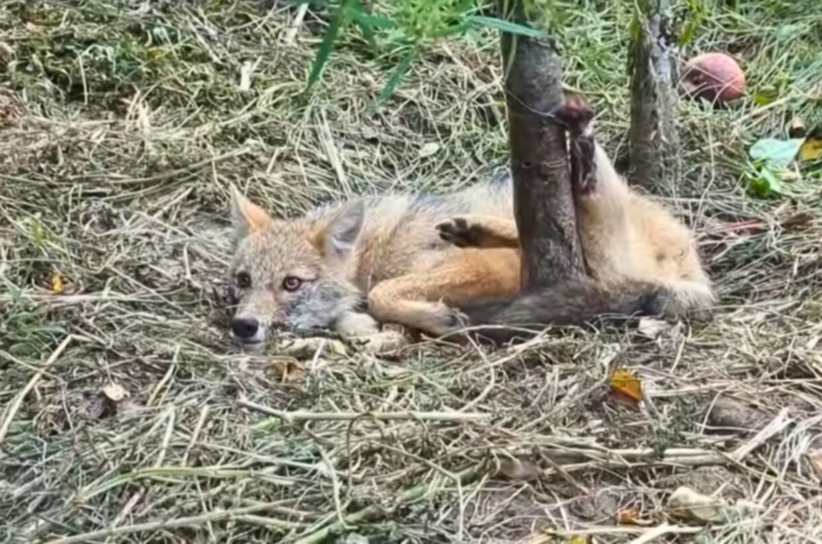 Brave Rescuers Discover Injured Fox Caught In Wire Trap, But Her Paw ...