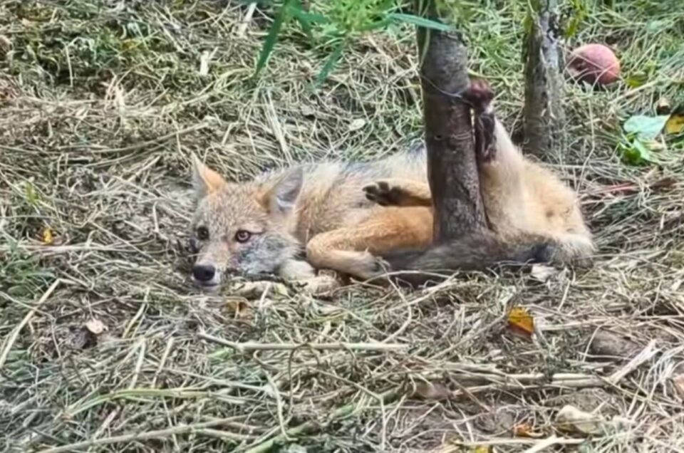 Brave Rescuers Discover Injured Fox Caught In Wire Trap, But Her Paw ...