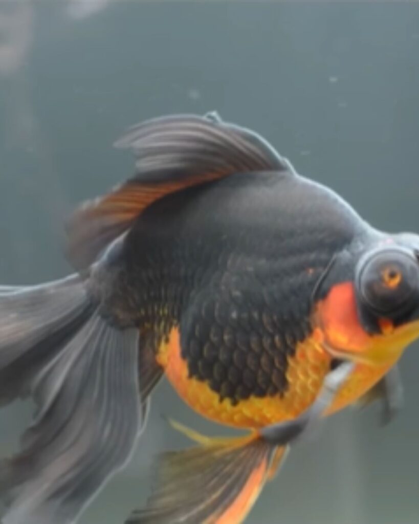 Artist Saves An Abandoned Goldfish In A Rough Shape And His ...