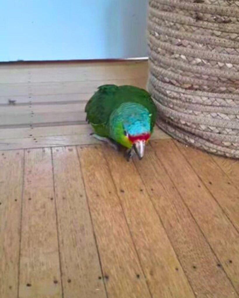 Woman Helps 50-Year-Old Parrot Overcome Physical Limitations And Live A ...