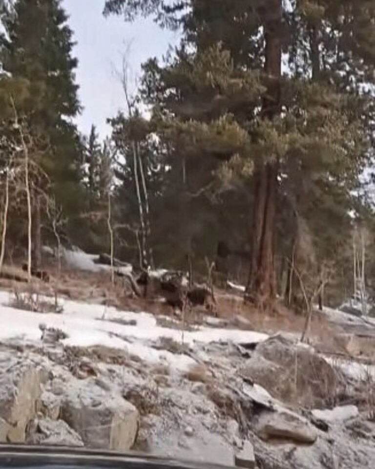 Man Heroically Rescues A Moose Trapped In Wire Fence Using Nothing But ...