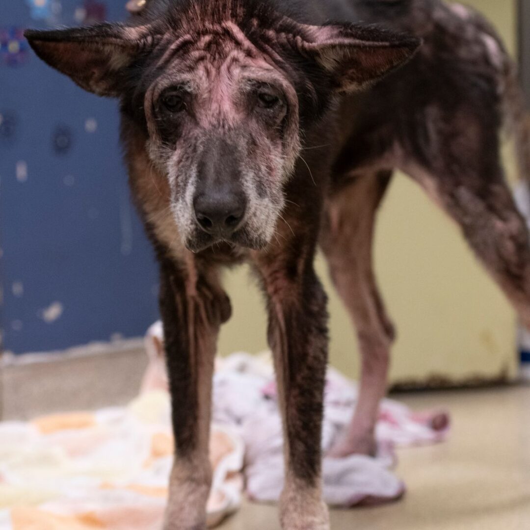 Neglected Senior Dog Finally Gets Rescued And Her Transformation Will ...