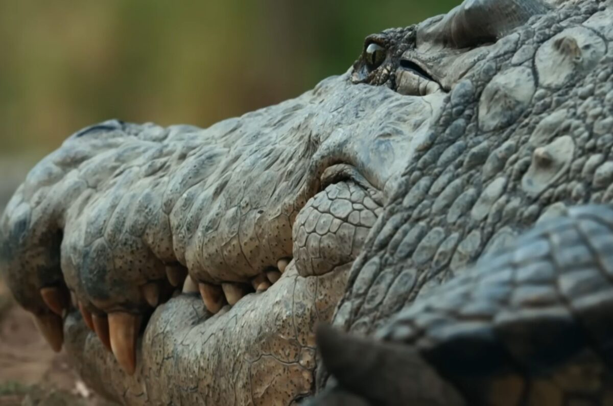 World's Oldest Crocodile At 124 Is A Busy Dad With Over 10,000 'Kids ...