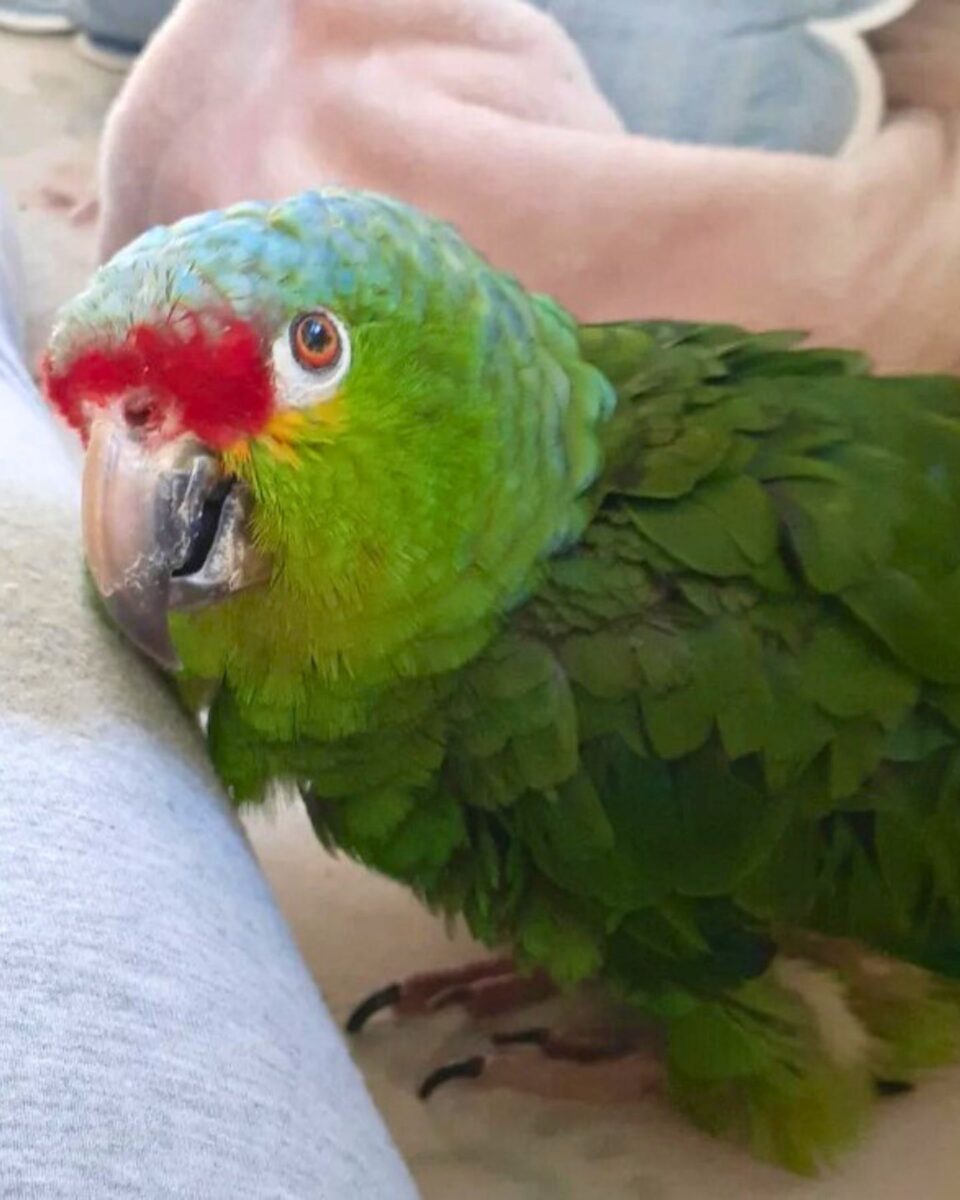 Woman Helps 50-Year-Old Parrot Overcome Physical Limitations And Live A ...
