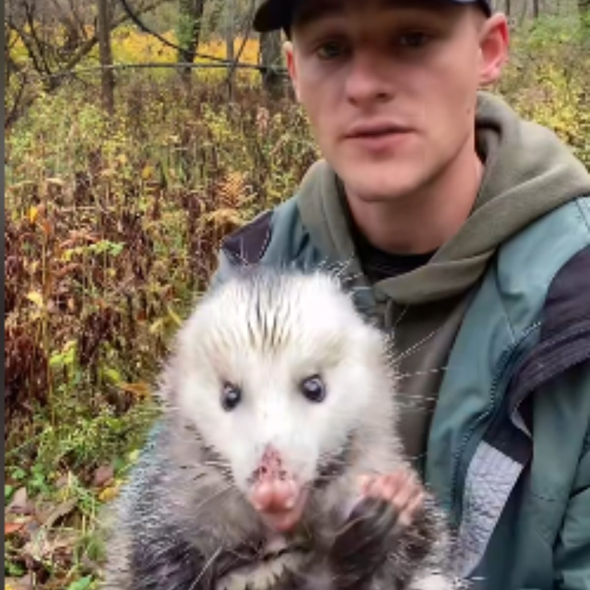 Man Shares Facts About Opossums And It Turns Out They Help Humans More ...