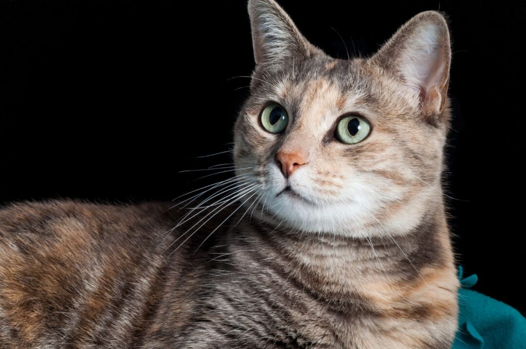 17 Fun Facts About Gray Tabby Cats