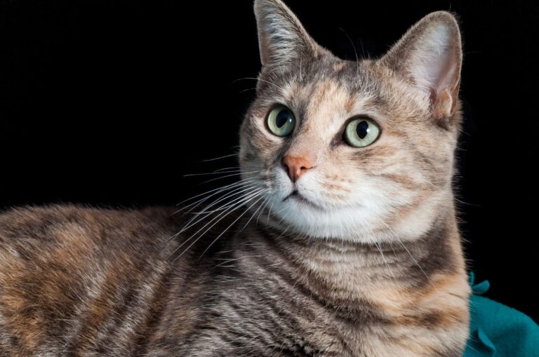 17 Fun Facts About Gray Tabby Cats